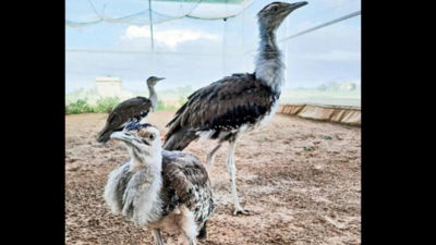 Water shortage at Jaisalmer GIB breeding facility | Jaipur News - Times ...