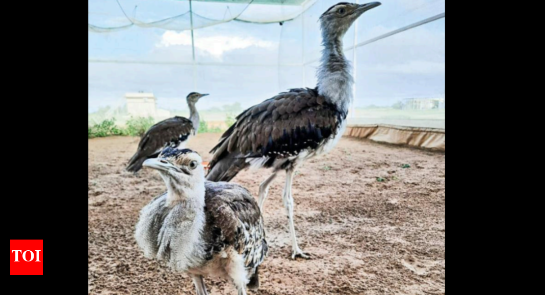 Jaisalmer: Water shortage at Jaisalmer GIB breeding facility | Jaipur ...