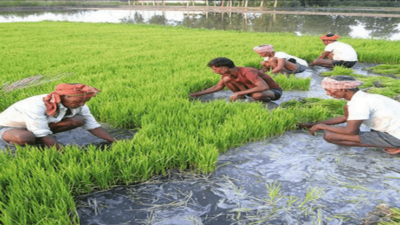 Rabi Crop Sowing Starts In Cg, Efforts On To Increase Crop Area ...