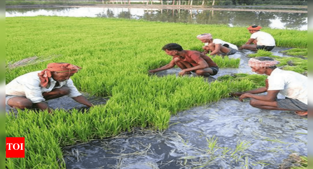 Rabi: Rabi Crop Sowing Starts In Cg, Efforts On To Increase Crop Area ...