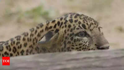Woman In Hosp After Leopard Attack In Aarey | Mumbai News - Times of India