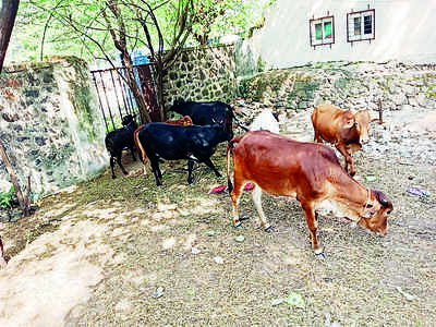 Deolali Cantt Board Takes Up Drive To Impound Cattle | Nashik News ...