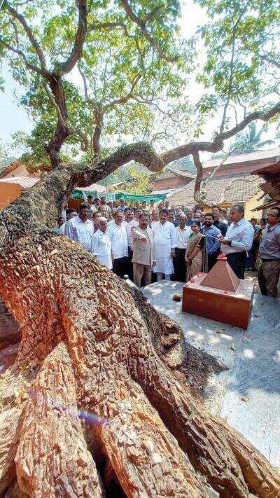 Living heritage: Governor visits 200-yr-old sacred tree at Pirna | Goa ...