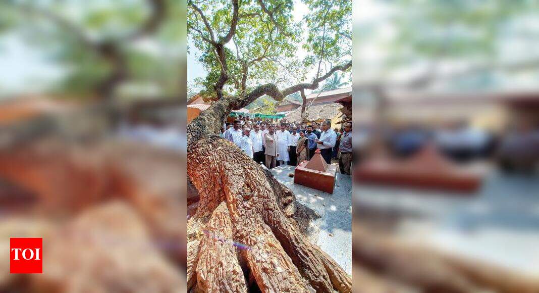 Living heritage: Governor visits 200-yr-old sacred tree at Pirna | Goa ...
