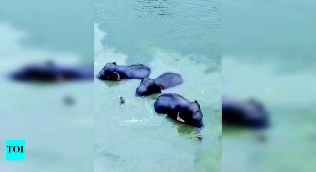 Wild Elephants Spread Fear At Hosur Sipcot Estate | Salem News - Times ...