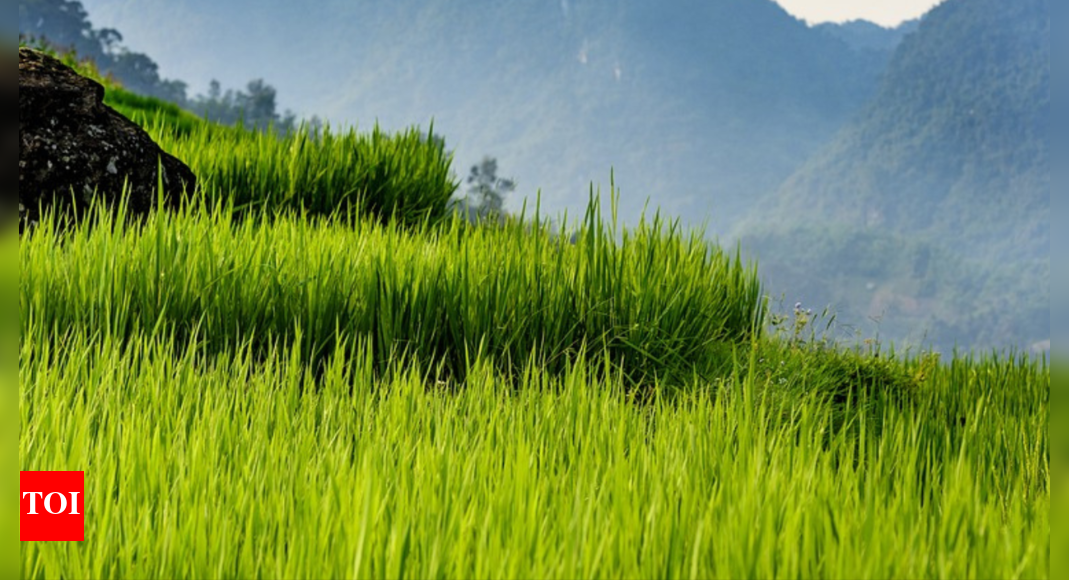 12 Bijnor villages selected for UP govt's plan to promote agro-tourism ...