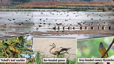 Winged Winter Visitors Are Here: 90 Species Spotted | Gurgaon News ...