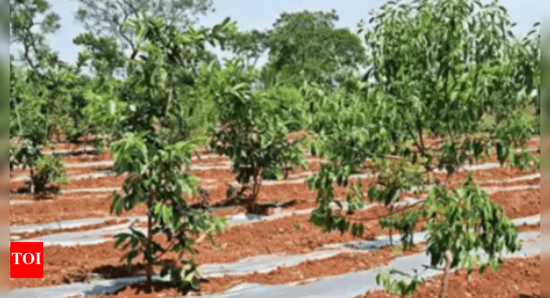 Mass Plantation Drive Planned Near Airport, On Highways In Vij ...