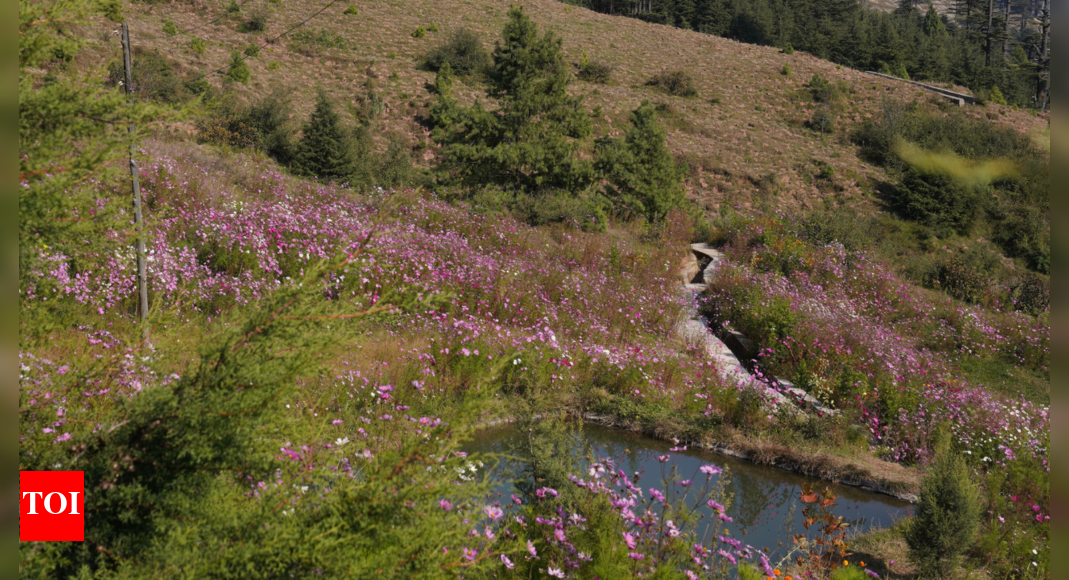 Project Flower Valley: Project Flower Valley in Patnitop aimed at ...