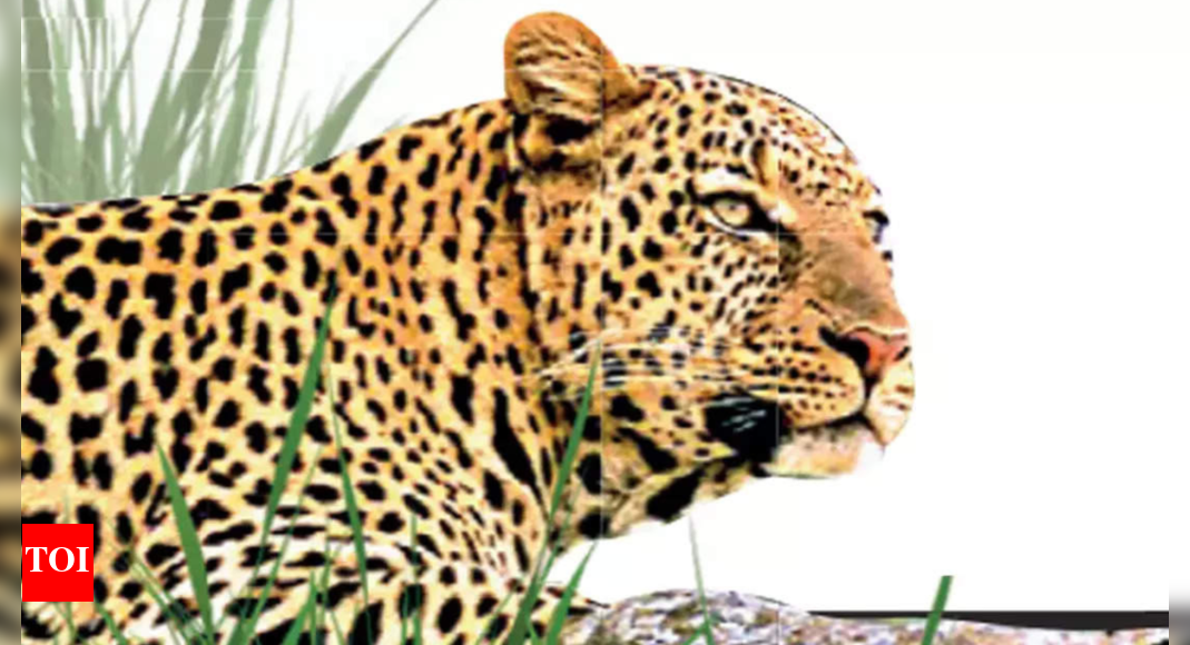 Leopard, Cub Seen In Alibaug Rcf Unit | Navi Mumbai News - Times of India