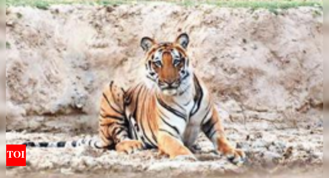 Uttar Pradesh: Amangarh Tiger Reserve is now open for visitors | Meerut ...