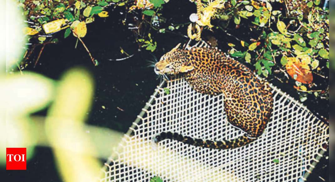 Forest Department: Female Leopard Rescued From Farm Well In Nashik ...