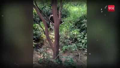 Aaftab: Doctor who treated Aaftab Poonawala after murder now a witness ...
