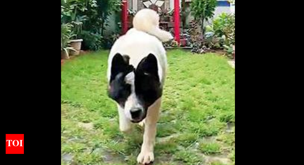 Bhubaneswar: Pet dog banished from city locality after biting spree ...