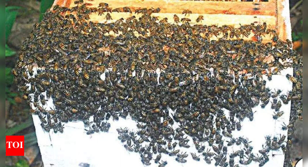 Apiculturists look forward to boost in production with discovery of new ...