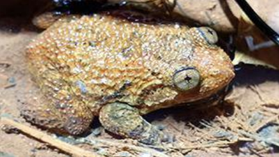 Researchers Discover New Cryptic Frog Species | Mangaluru News - Times ...