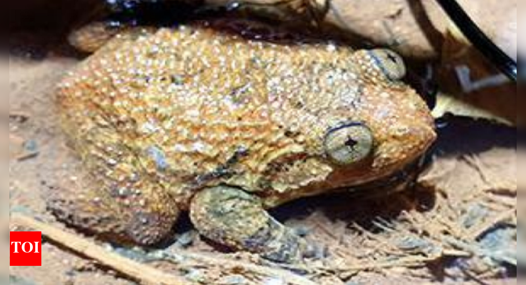 River Tunga: Researchers Discover New Cryptic Frog Species | Mangaluru ...