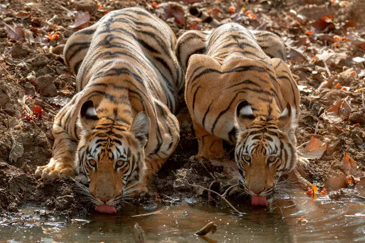 Best national parks in India for tiger sightings | Times of India Travel
