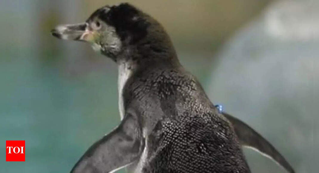 Mumbai: Byculla zoo sees birth of three new penguins | Mumbai News ...