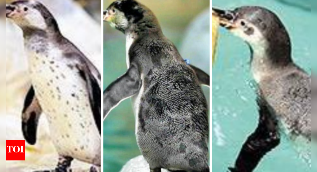 Penguin count at Mumbai zoo rises to 12 with 3 new chicks | Mumbai News ...