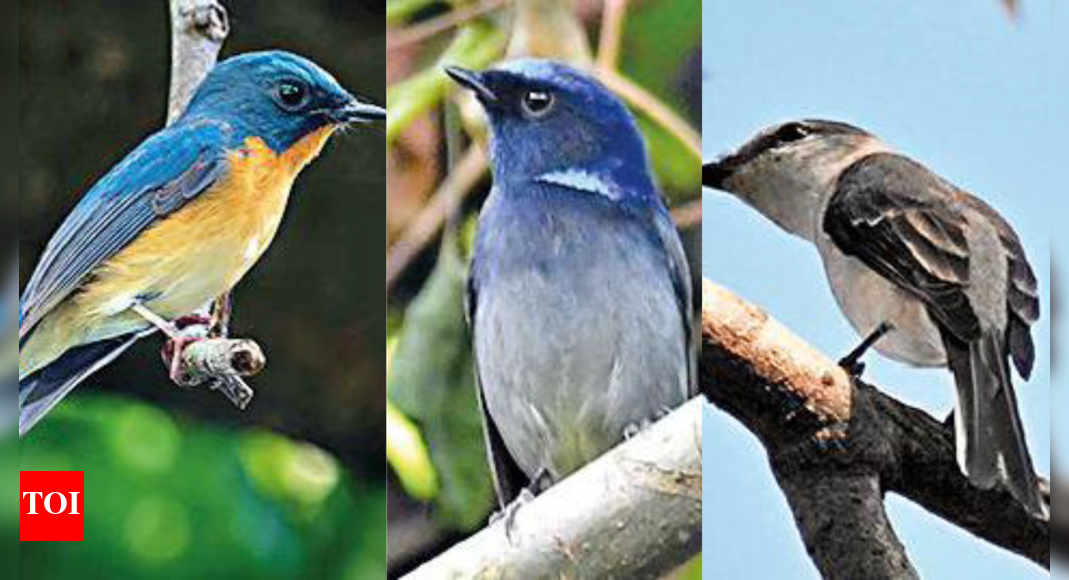 Kolkata: Lake shutterbugs click more rare birds | Kolkata News - Times ...