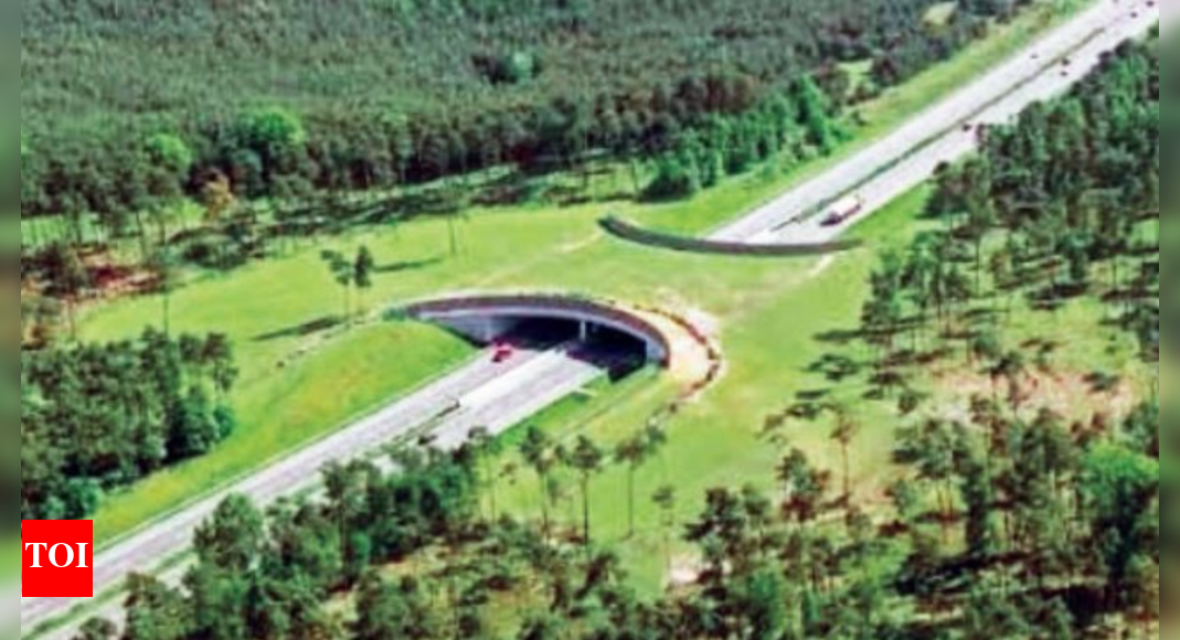 Nhai: Tiger searches for path as NHAI project cuts corridor on Nagpur ...