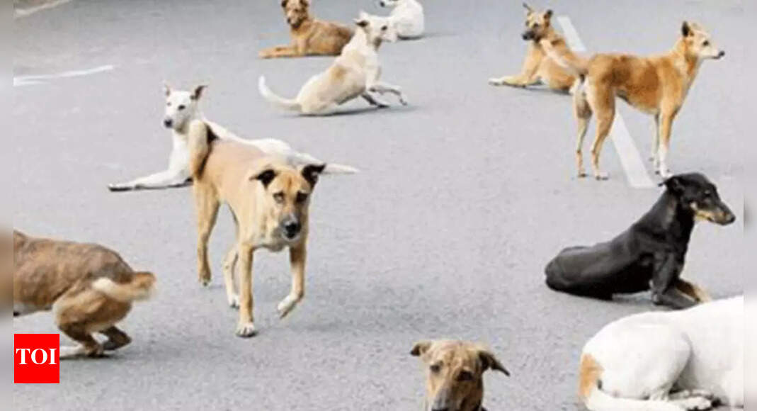 Abc: Abc Programme Launched To Control Stray Dog Menace | Coimbatore ...