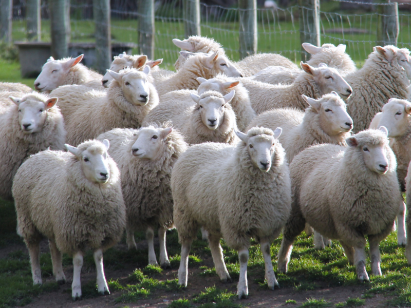 Bizarre: A massive flock of sheep has been walking in a circle for 12 ...