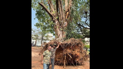 Roche: Ashwatha Trees Relocated To Expand Railway Platforms | Mangaluru ...
