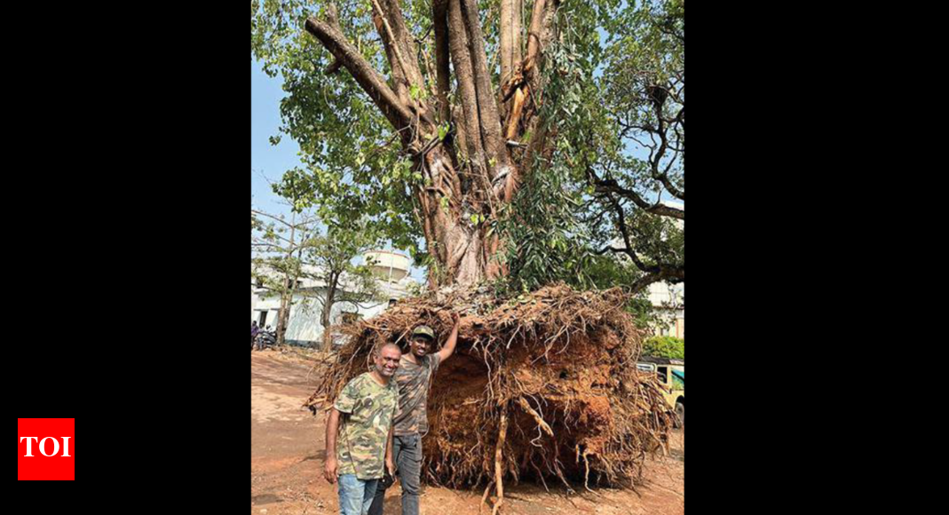 Roche: Ashwatha Trees Relocated To Expand Railway Platforms | Mangaluru ...