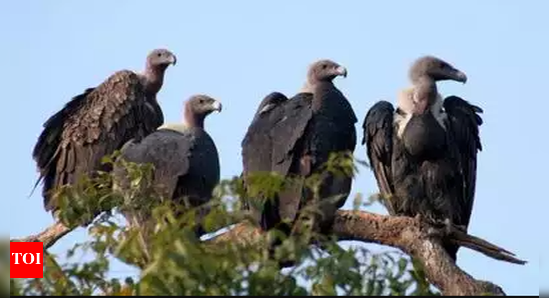 Himalayan Griffon vulture numbers rise in Amangarh Tiger Reserve ...