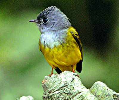 Up Forest Officials Give Nod For Conservation, Study Of ‘guest Birds ...