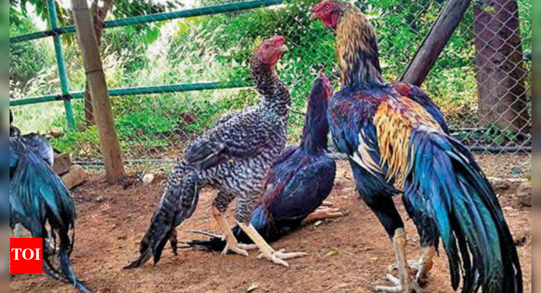 Rescued Roosters Sent To Sanctuary | Navi Mumbai News - Times of India