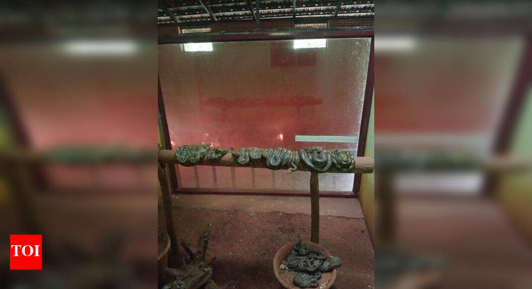 Reticulated pythons, pheasants to be new guests at Gorewada | Nagpur ...