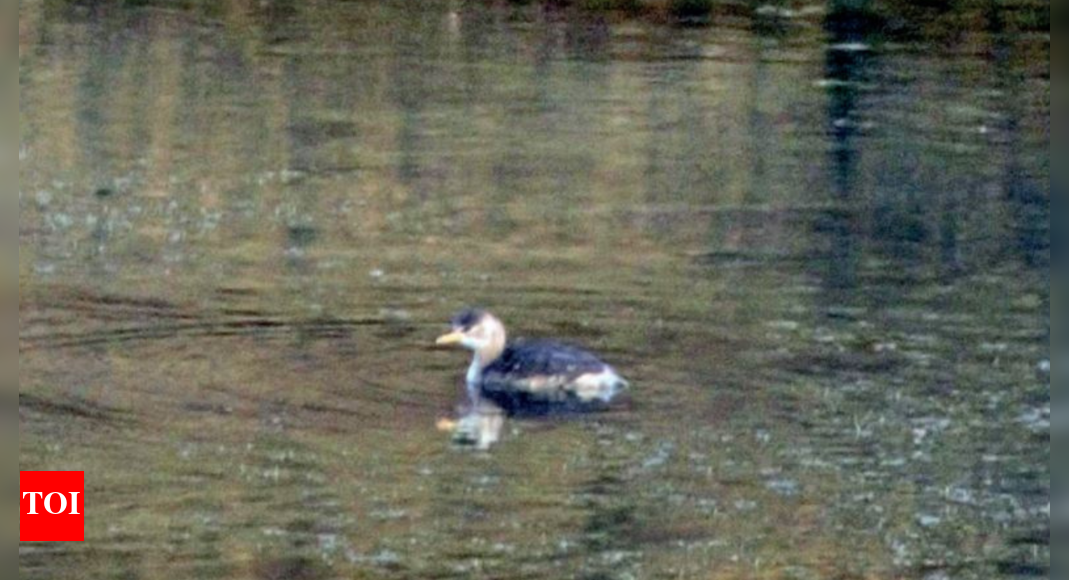 Migratory Red-Necked Grebe spotted in Rajasthan after 28 years ...