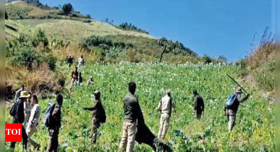 Manipur: 35 Acres Of Poppy Cultivation Destroyed In Manipur | Imphal ...