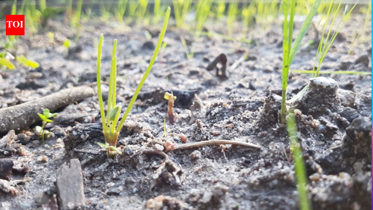 Plants adapt to climate change by using epigenetic memory: Research