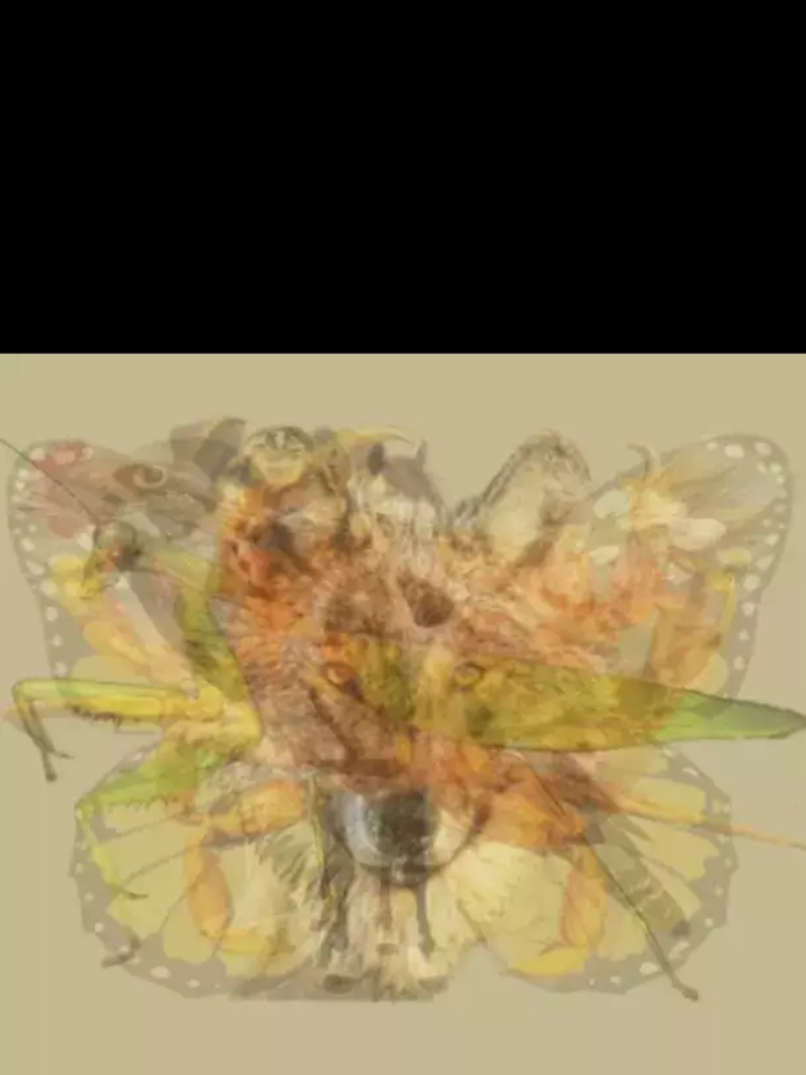 There are 9 animals hidden in this optical illusion - what you spot ...