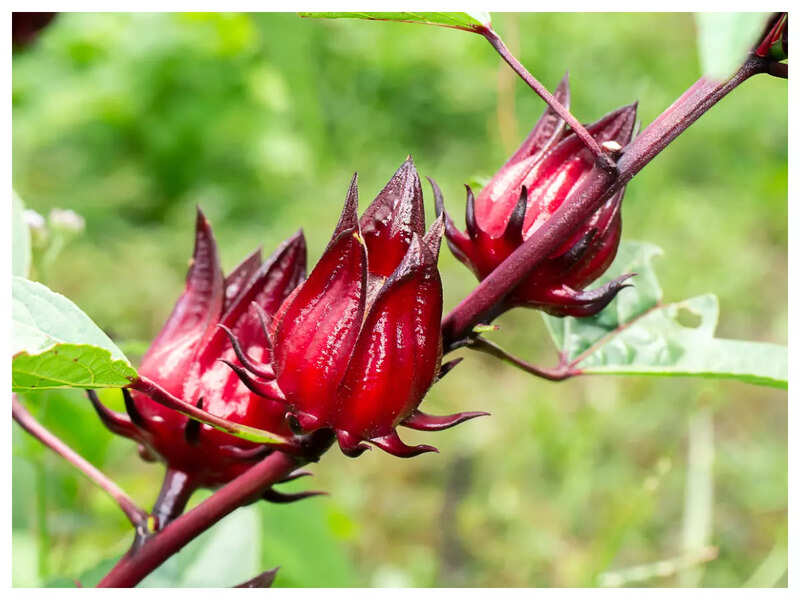 Kudrum, the unexplored winter fruit from Bihar and why the world is ...