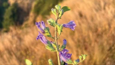 Across Goa’s border, in Amboli valley, Karvi blooms after 16 years ...