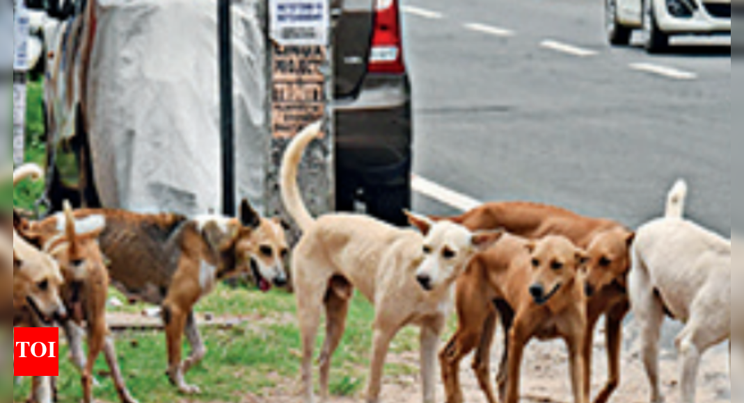 Only 35% of 22 lakh anti-rabies doses given to dogs in 6 years ...