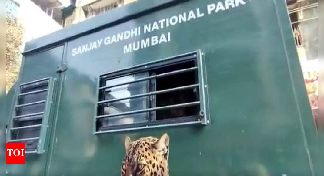 Maharashtra: Leopard enters housing complex in Kalyan, injures three ...