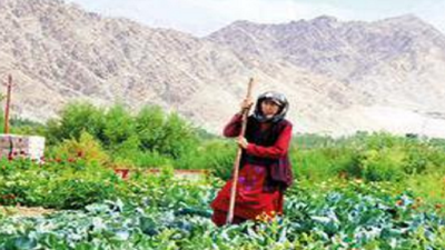 Need private investors in Ladakh to grow special food for troops ...
