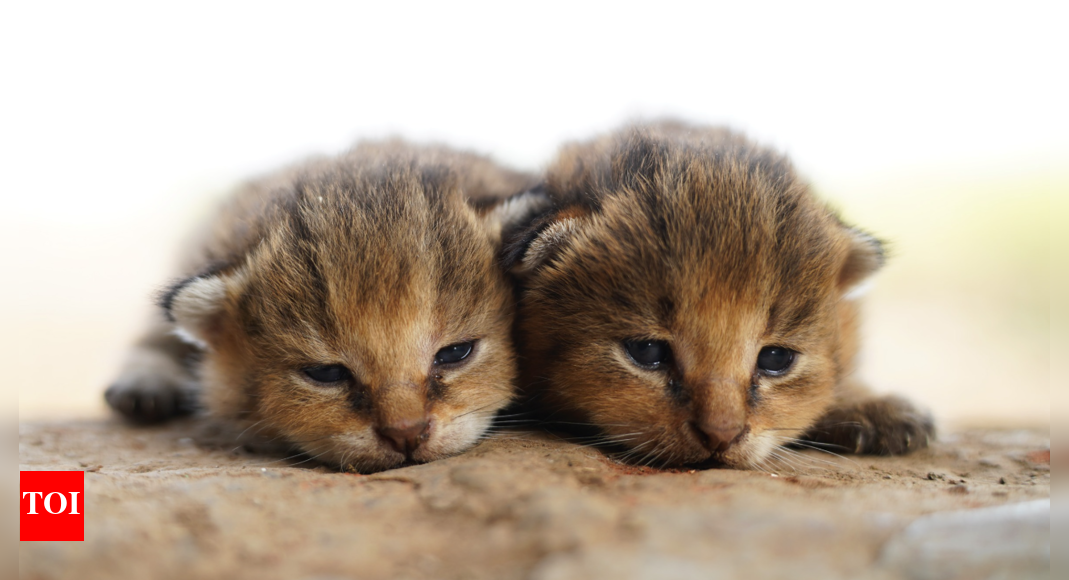 20-day-old jungle cats found in sugarcane field in Pune | Pune News ...