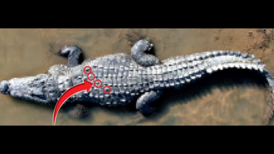 AI helps decode crocodile migration, habitats in Gujarat | Ahmedabad ...