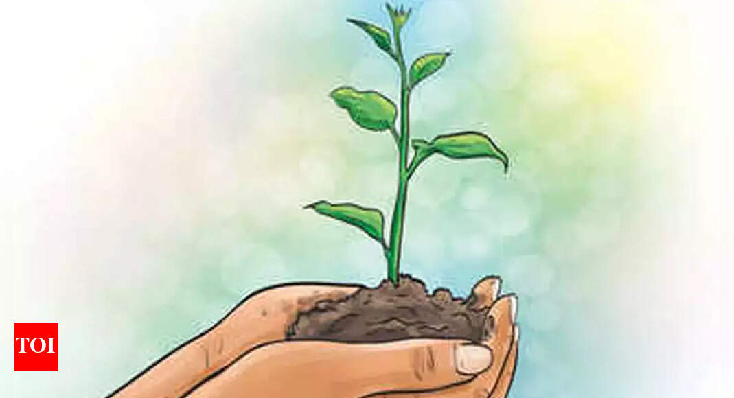 Activist Alleges Reckless Hacking Of Trees | Navi Mumbai News - Times ...