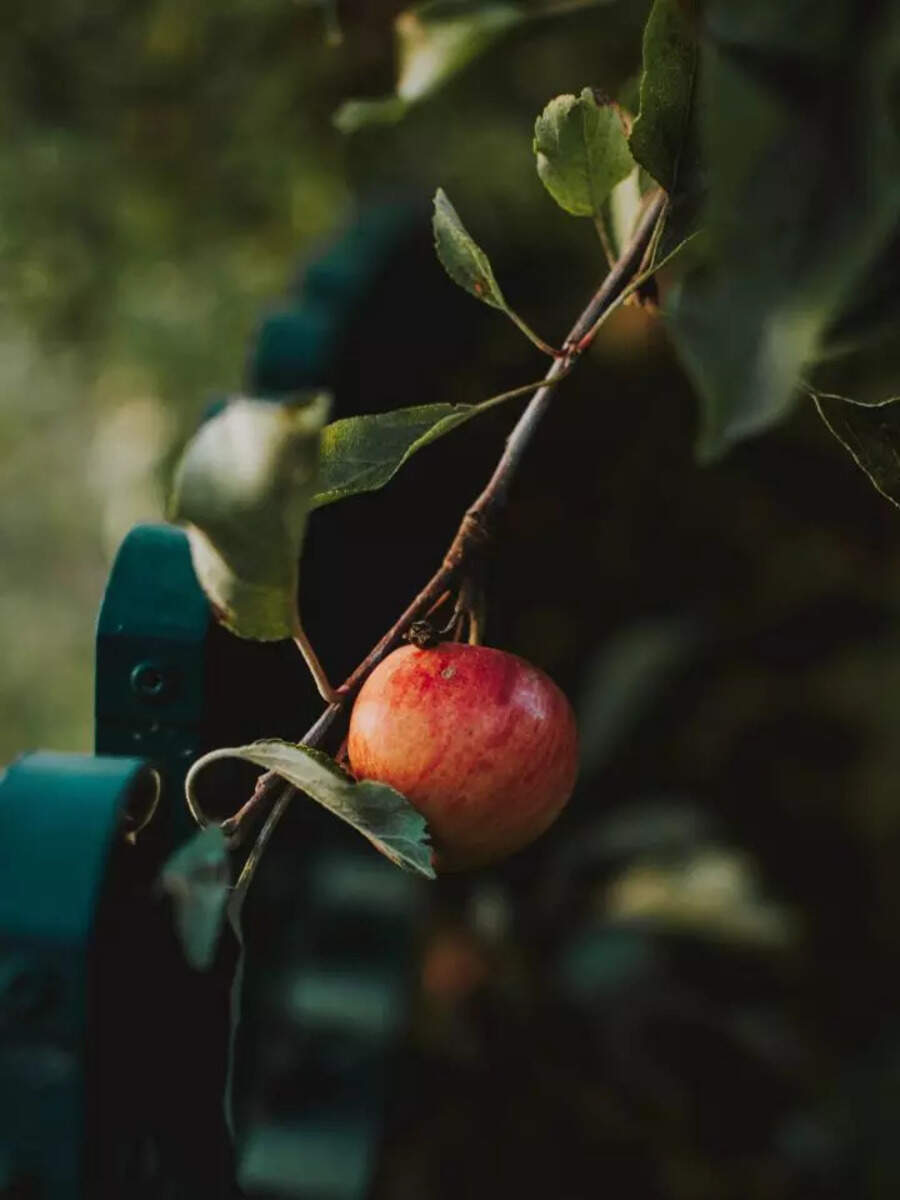 PCOS Diet: Fruits to help regularise periods | Zoom TV