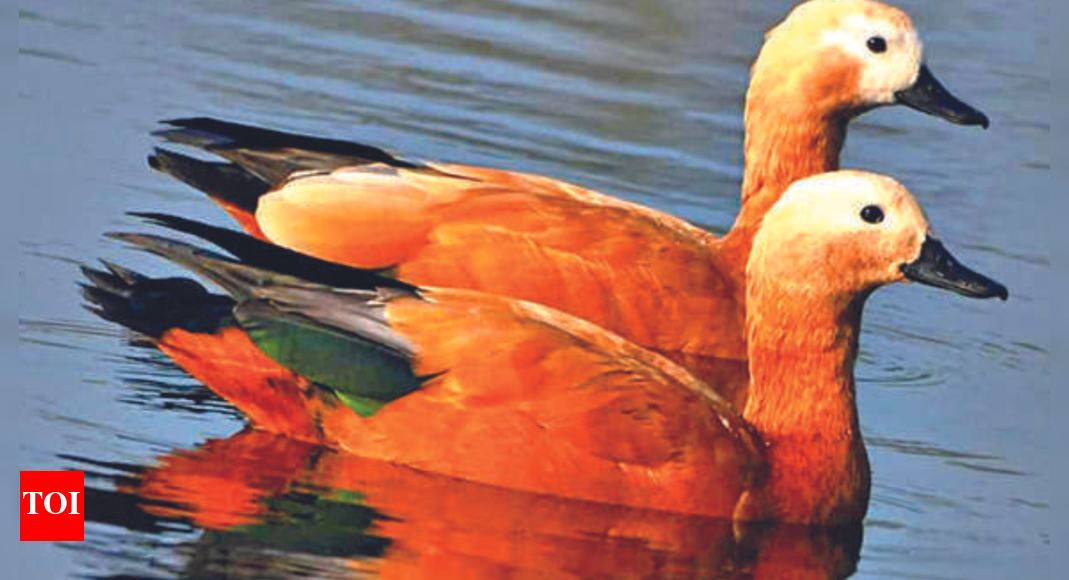 Uttarakhand: Migratory birds arrive in wetlands of Terai, forest ...