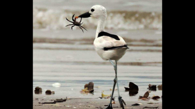 Goa: Agasaim beach, a tranquil spot for rare birds, birders | Goa News ...
