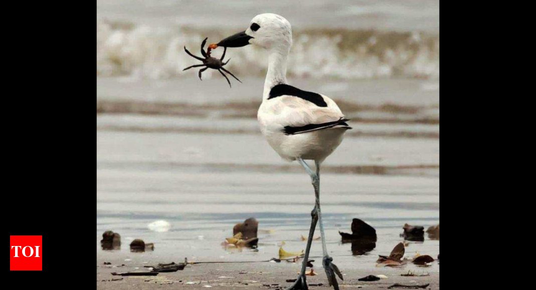 Goa: Agasaim beach, a tranquil spot for rare birds, birders | Goa News ...